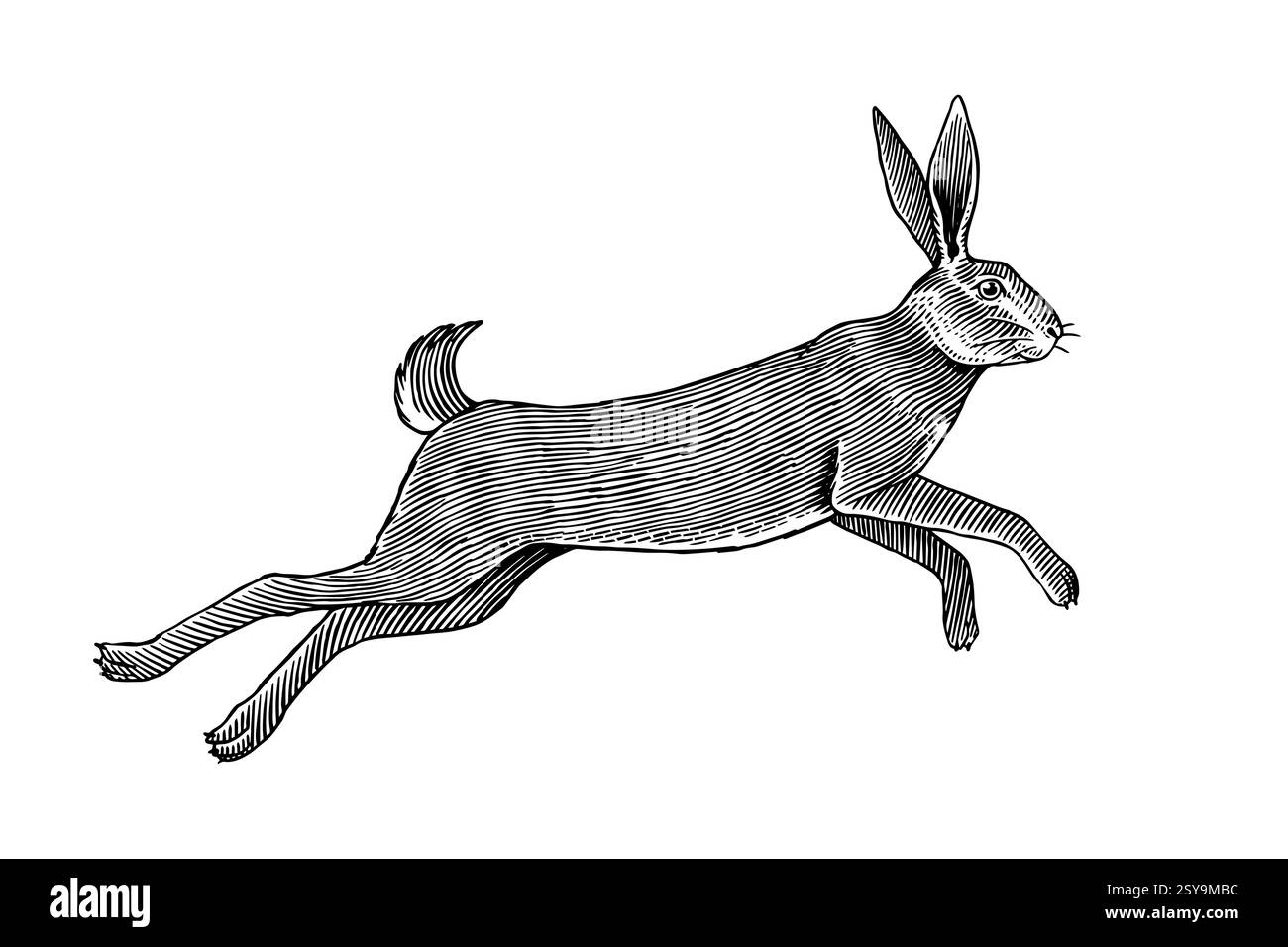 Hare or rabbit jumping. Wild animal running . Hand drawn or engraved ...