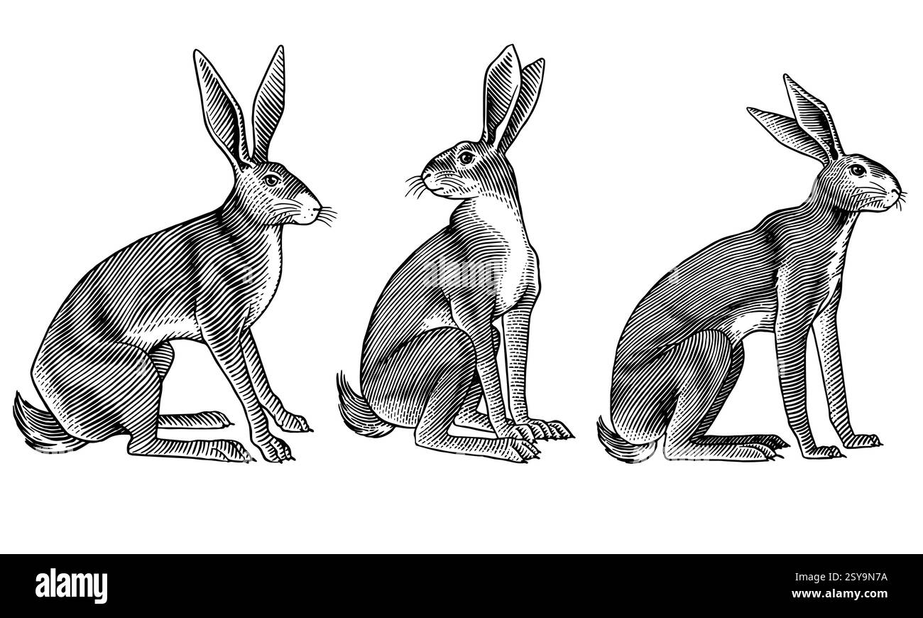 hares or rabbits sitting and jumping, in old vintage traditional style ...