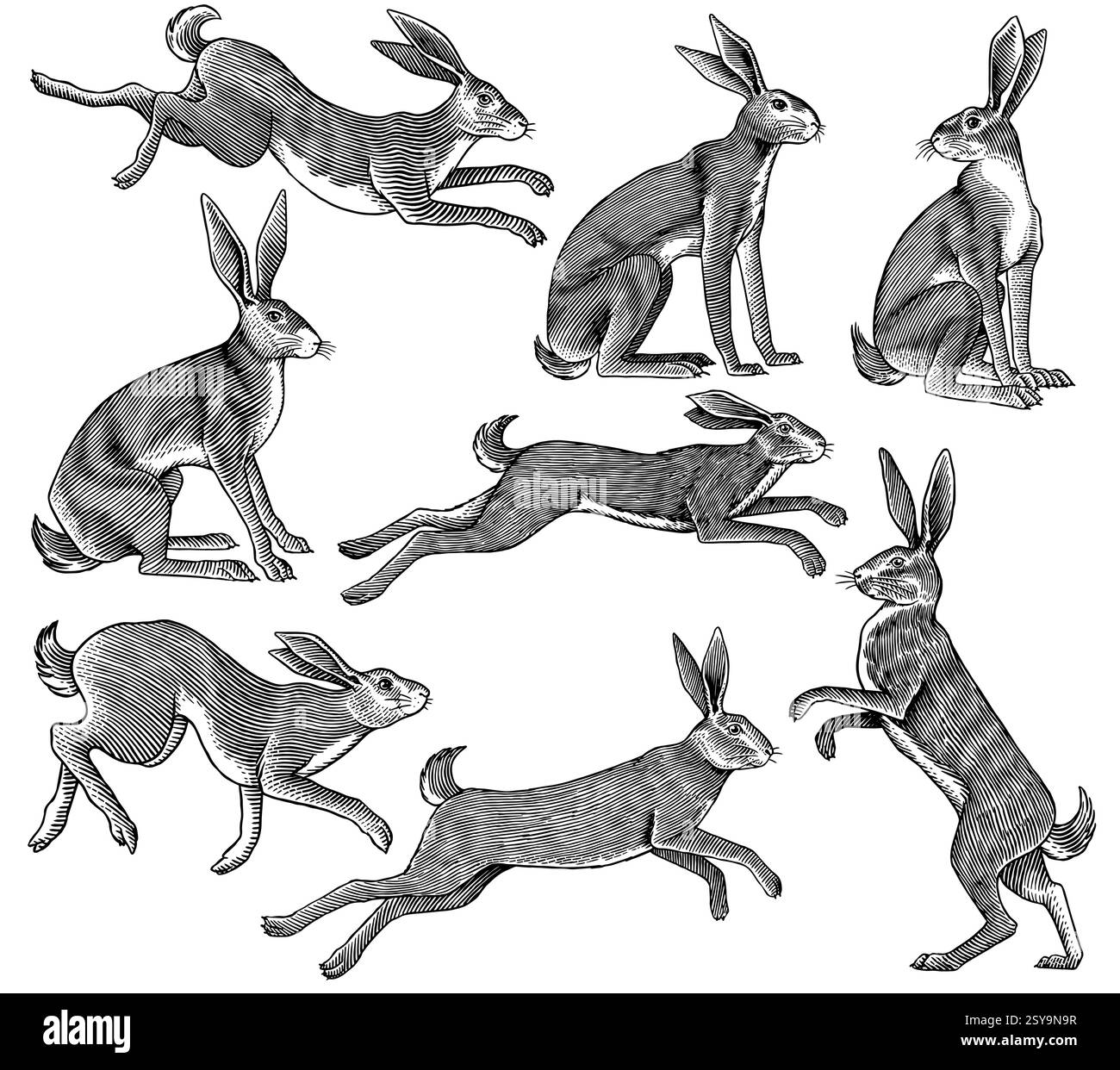 hares or rabbits sitting and jumping, in old vintage traditional style ...