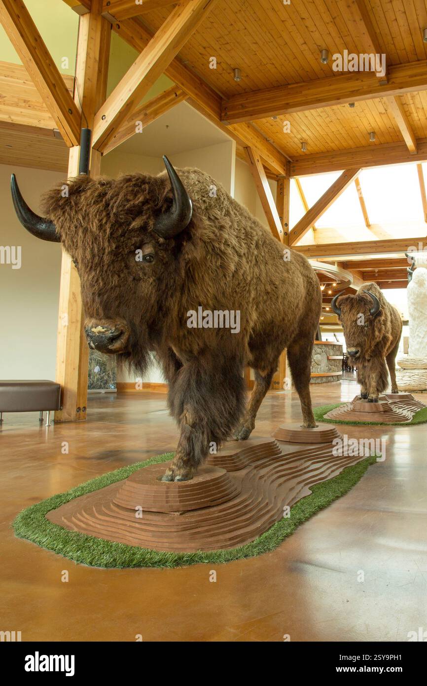 Large buffalo statue is on display in a room. There is another buffalo ...