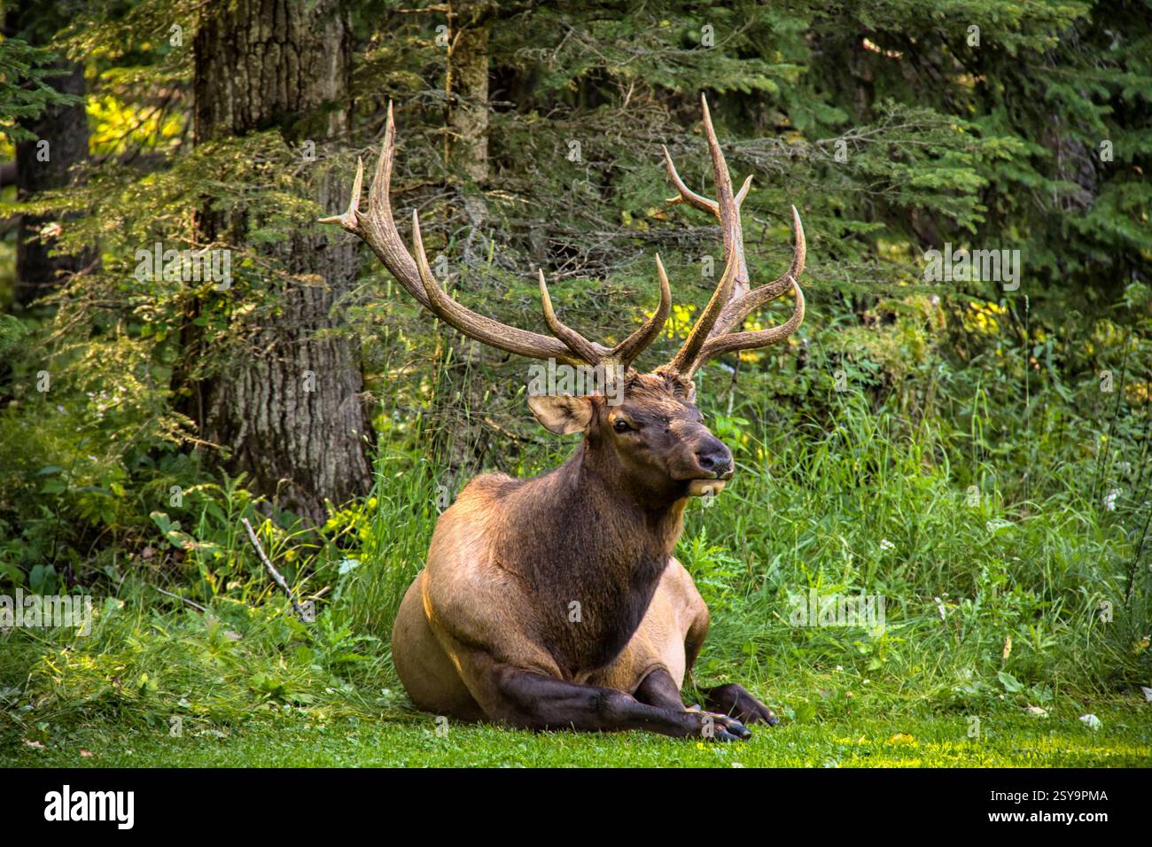 Deer with large antlers hi-res stock photography and images - Alamy