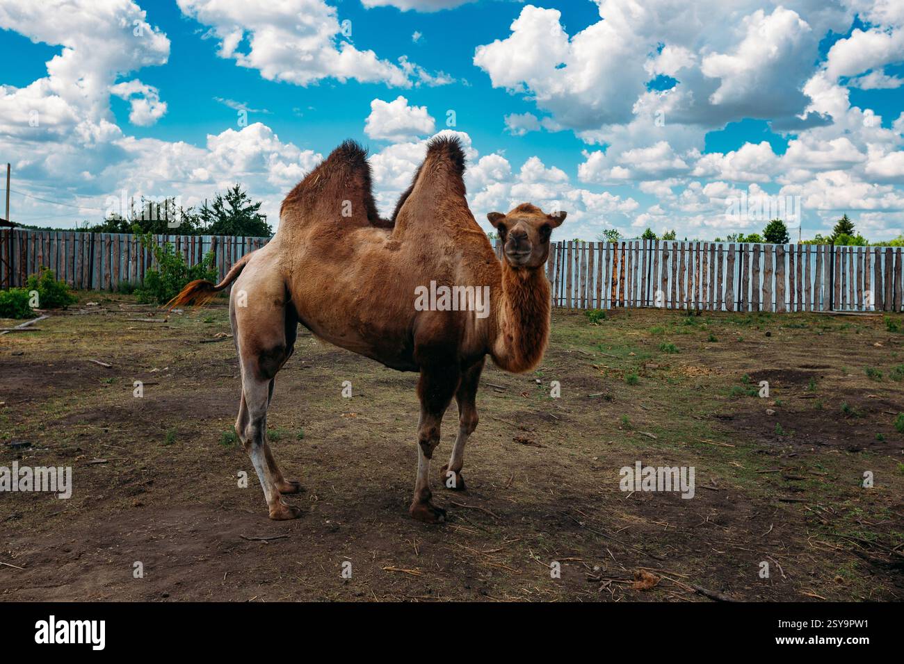 Two-humped camel in camel enclosure Stock Photo - Alamy