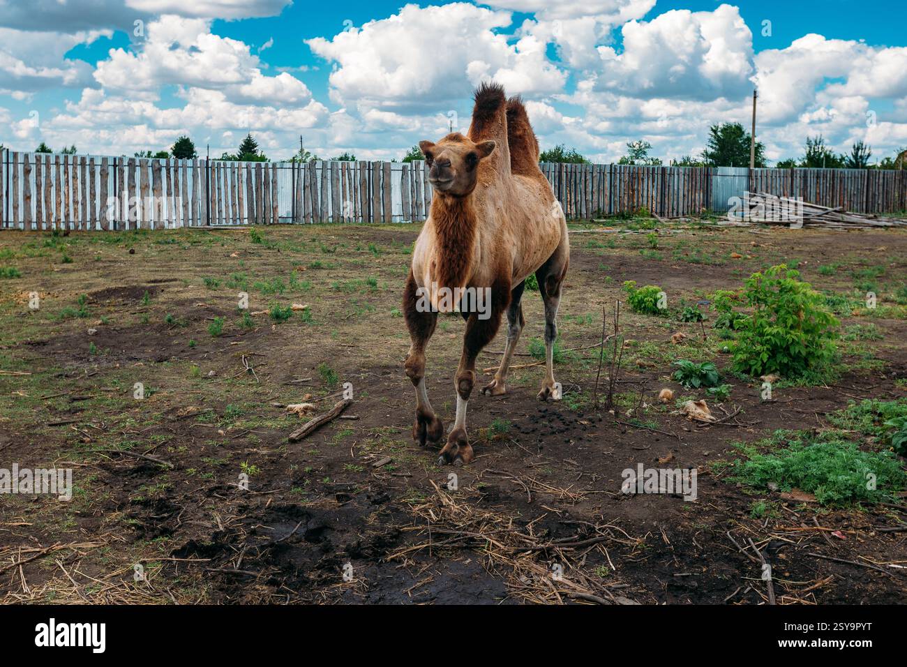 Two-humped camel in camel enclosure Stock Photo - Alamy