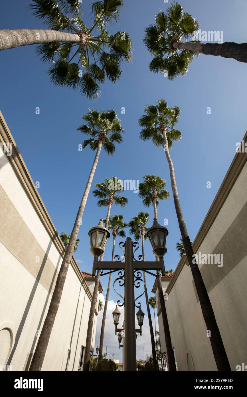 Palm trees frame a shopping center in the urban center of downtown Bell ...