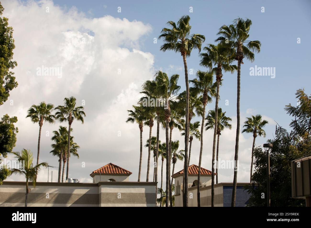 Palm trees frame a shopping center in the urban center of downtown Bell ...