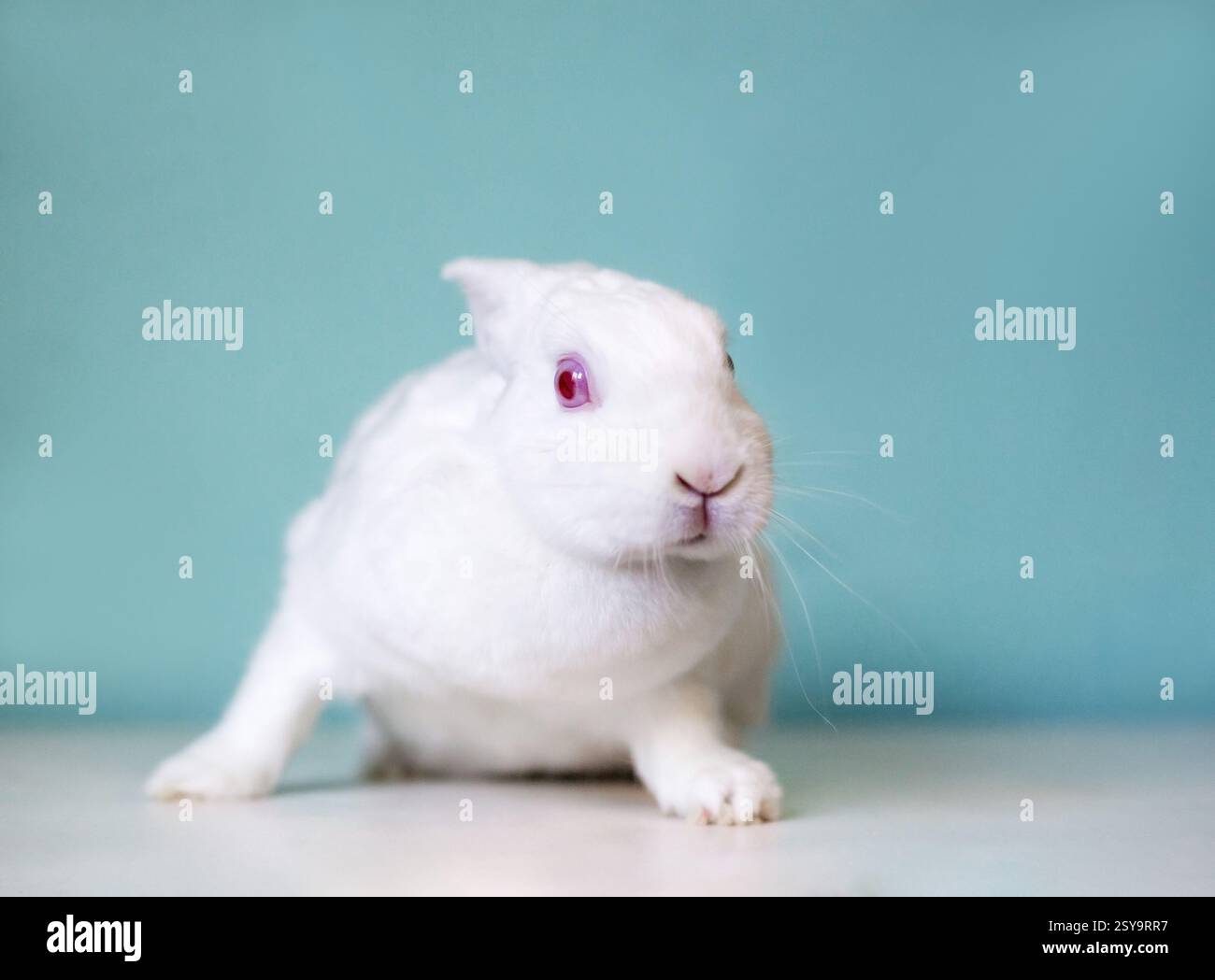 Albinism eyes hi-res stock photography and images - Alamy