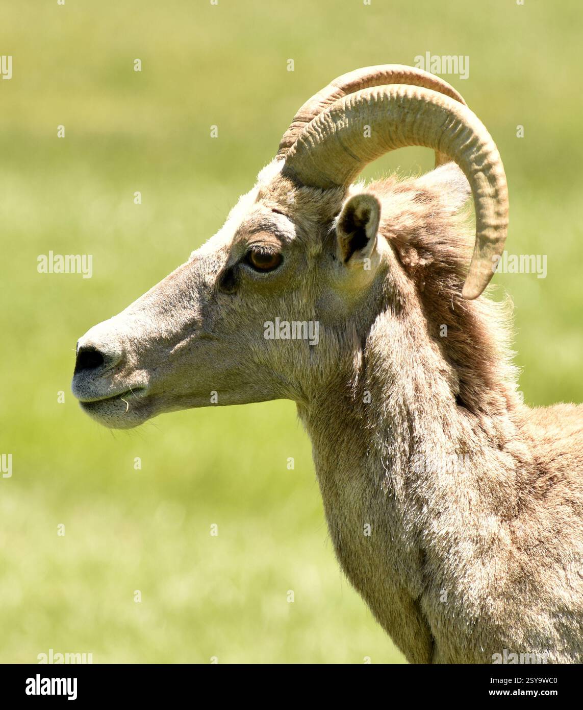 Desert bighorn sheep (Ovis canadensis nelsoni) is a subspecies of ...