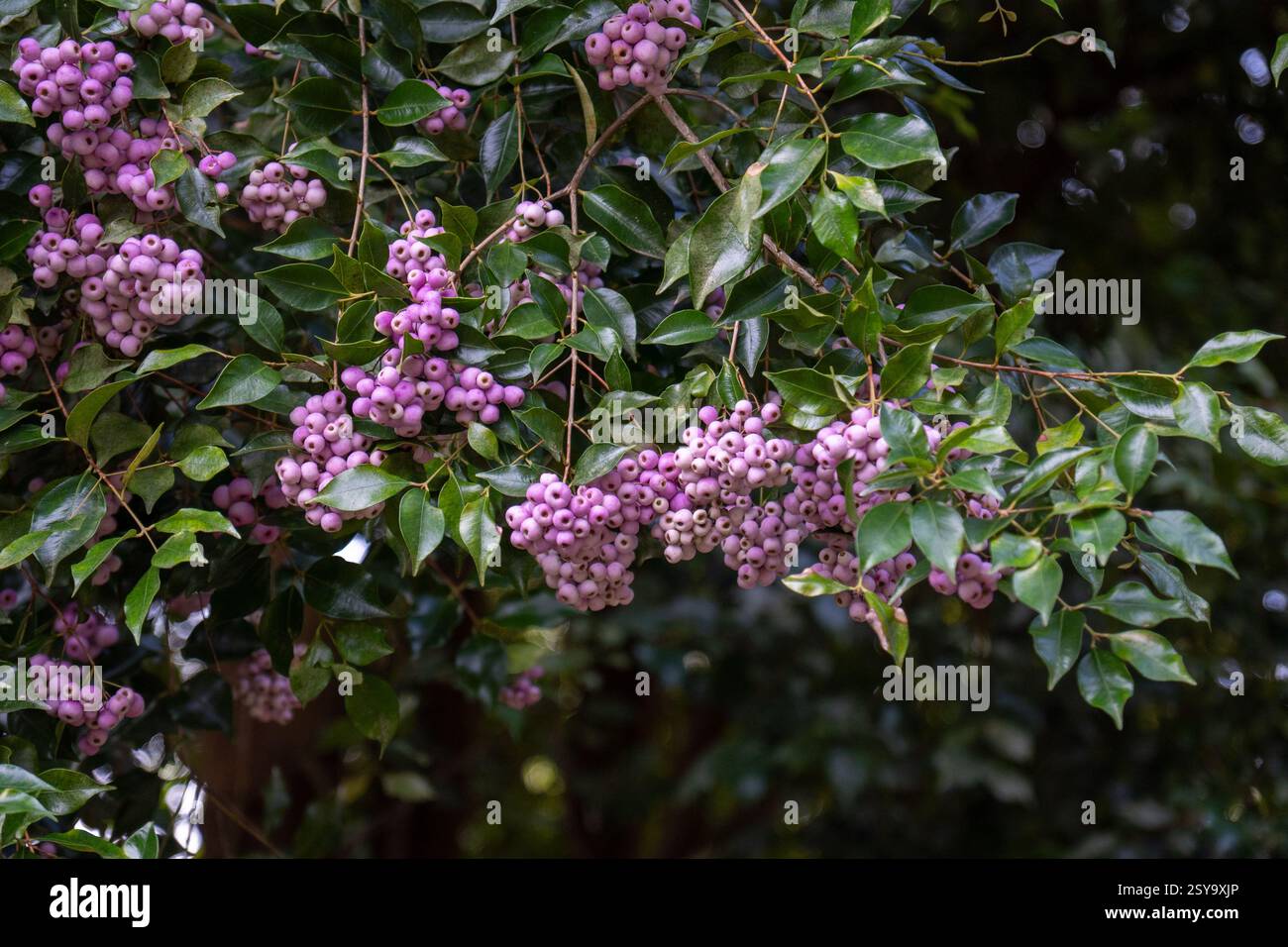 Dense clusters of small purple berries hanging from a leafy green shrub ...