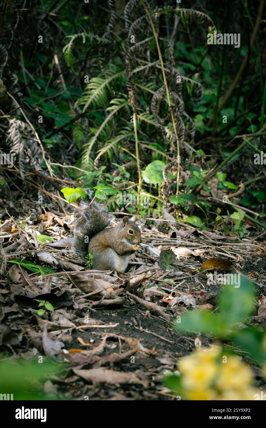 "Eastern gray squirrels foraging, climbing, and observing their ...