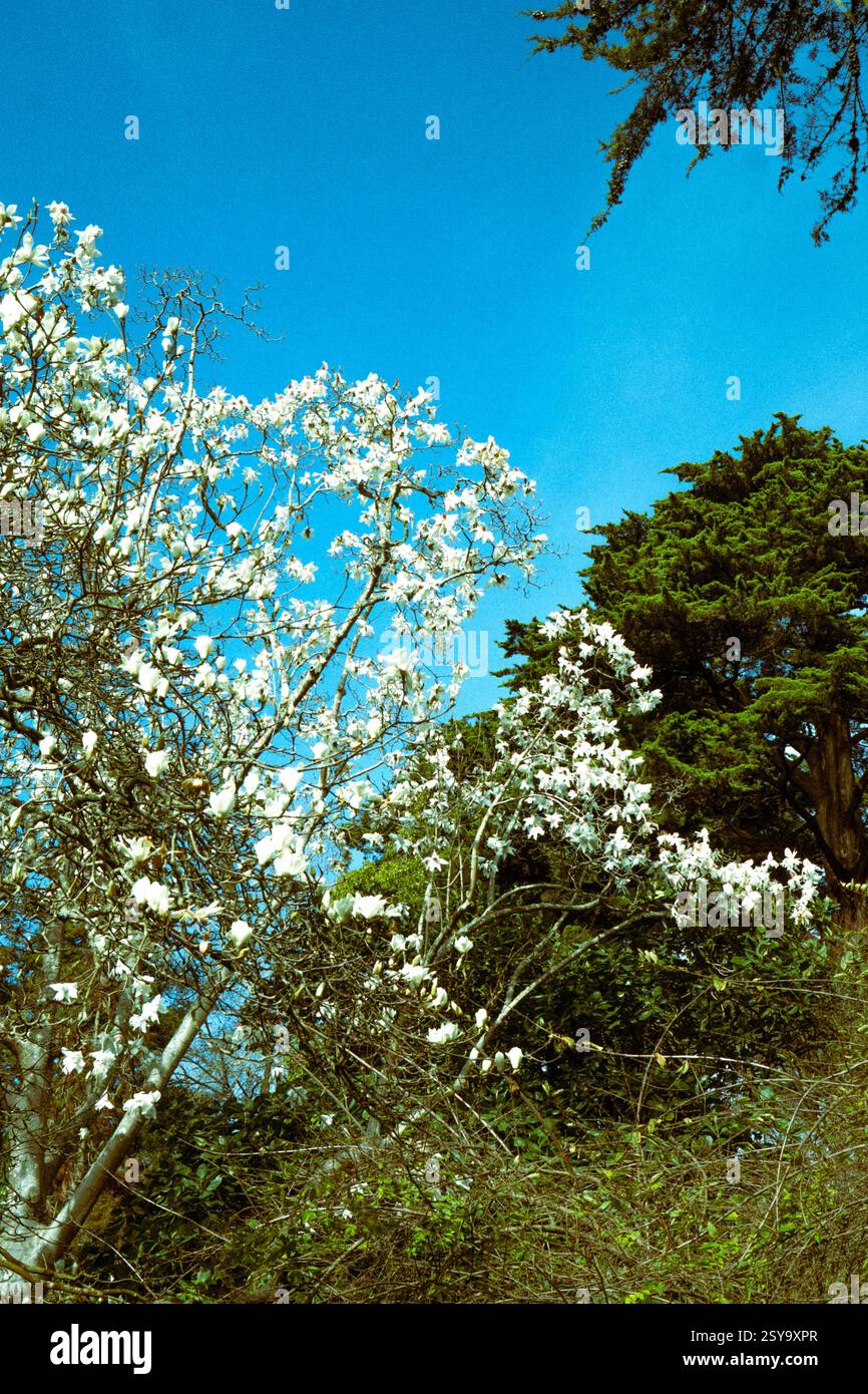 White flowering tree branches reaching toward a vivid blue sky in a ...