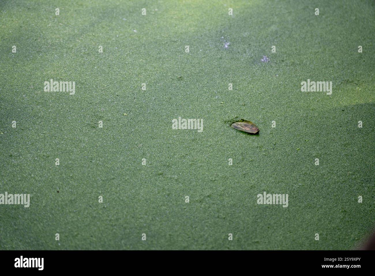 Algae covered leaves floating on hi-res stock photography and images ...