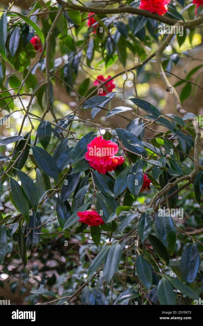 Bright red camellia flowers blooming among glossy green leaves in a ...