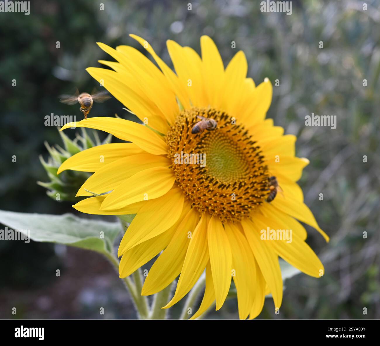 Sunflower honey bee pollen hi-res stock photography and images - Alamy