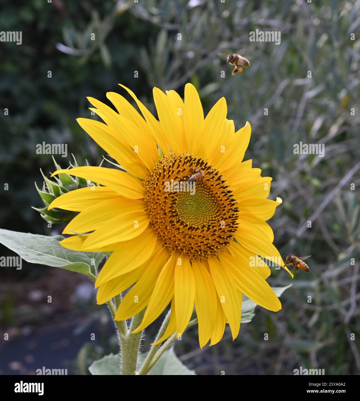 Bees life cycle hi-res stock photography and images - Alamy