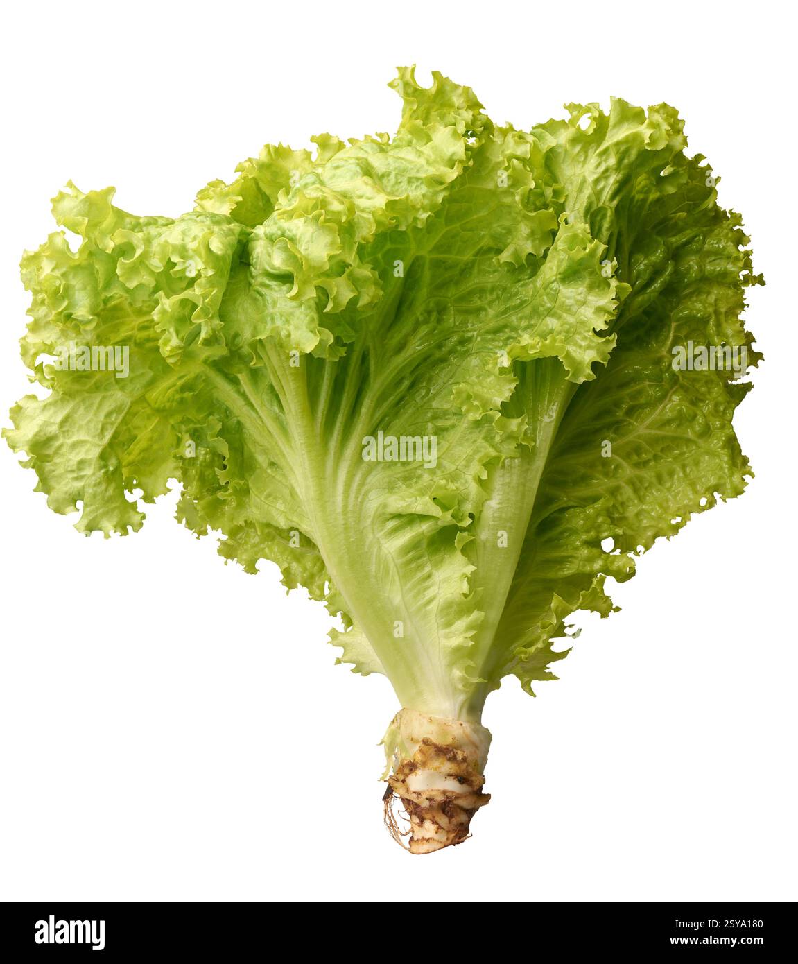 bunch of fresh green lettuce leaves still attached to base isolated ...