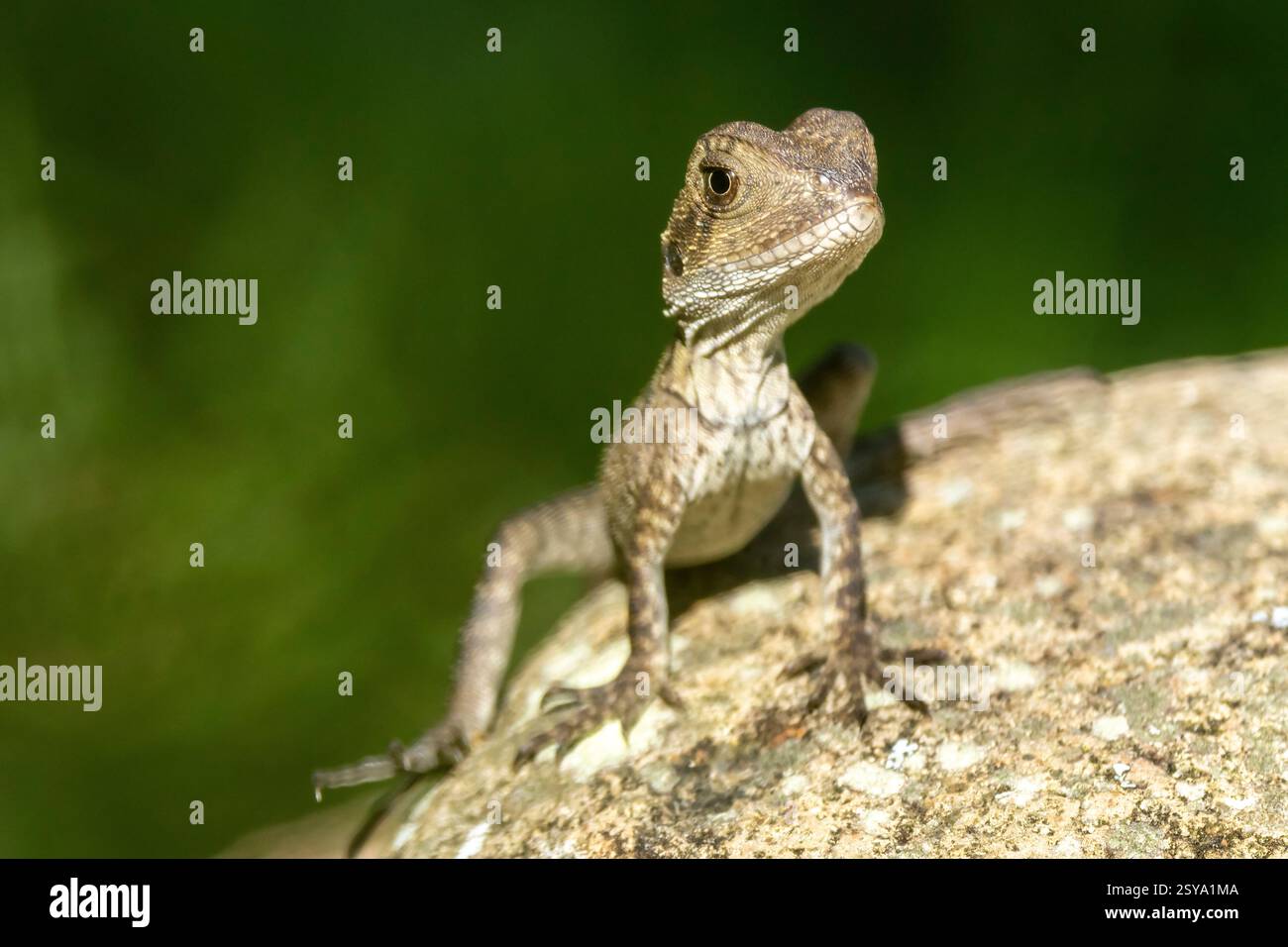 Hatchling Australian Eastern Water Dragon Stock Photo - Alamy