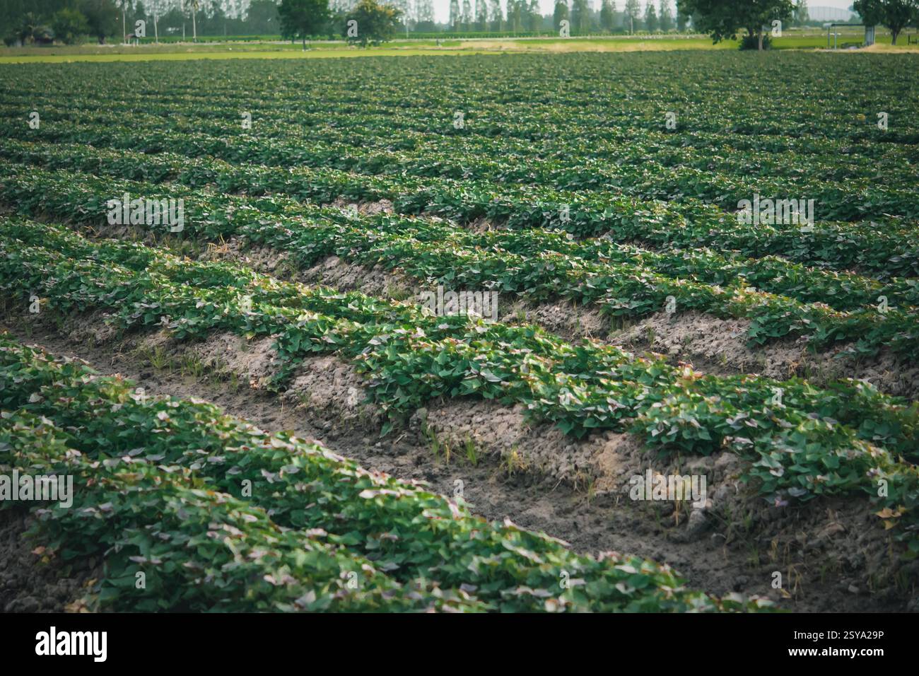 Nature of sweet potatoes plantation or yam farming on rural land green color lush growing is a ...