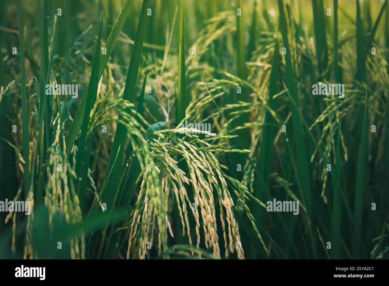 Landscape nature of rice field on rice paddy green color lush growing ...