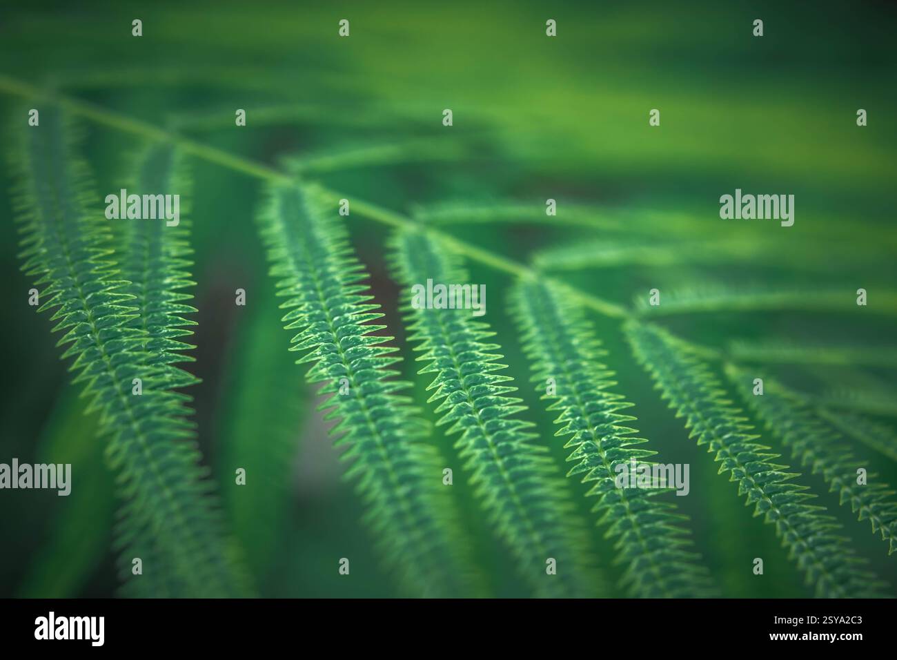 Greenery background, green color of nature plant and leaf environment ...