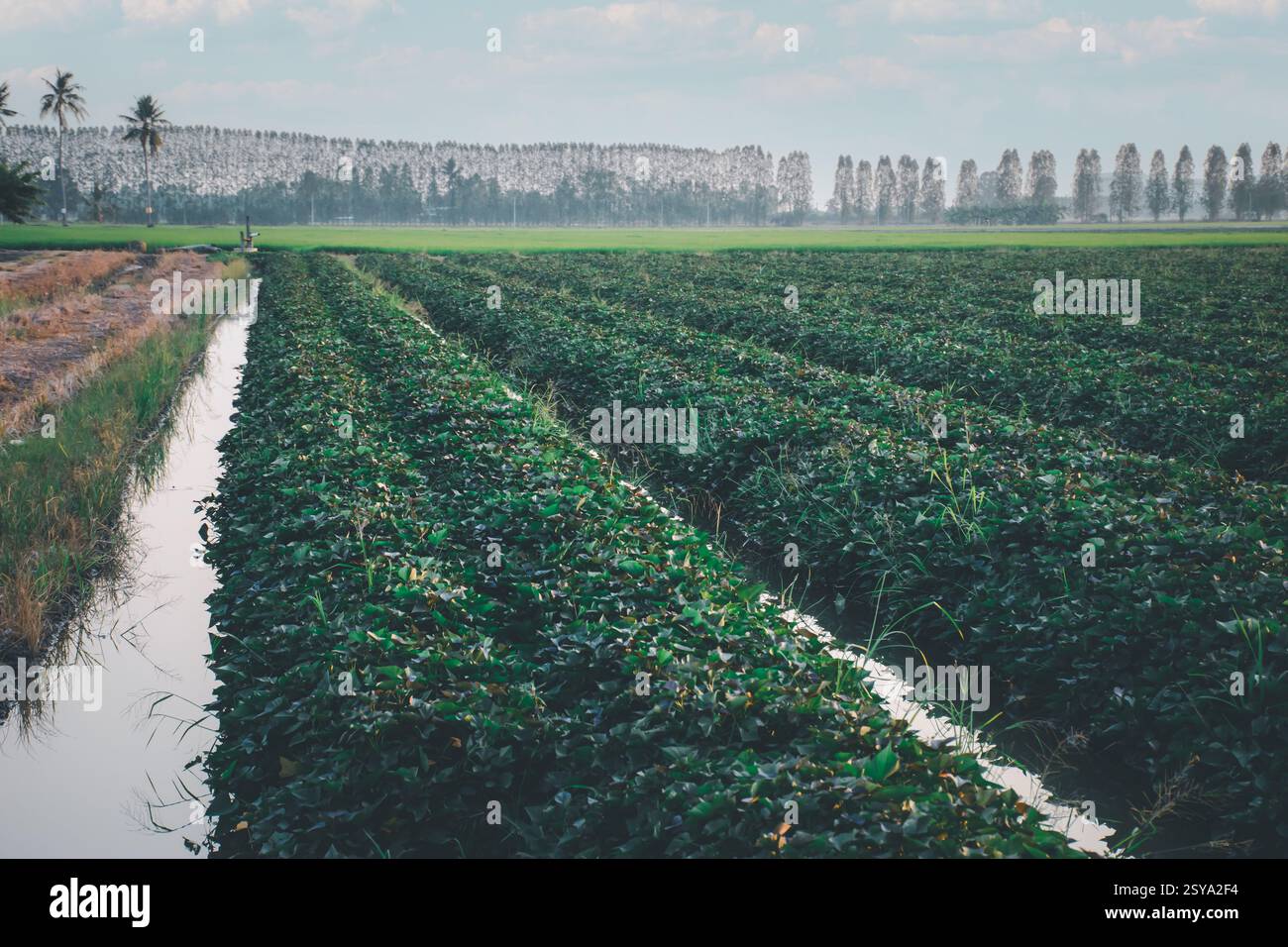 Nature of sweet potatoes plantation or yam farming on rural land green ...