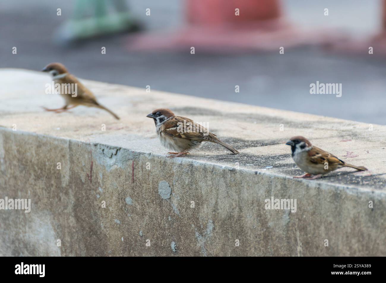 Bird (Eurasian tree sparrow, Passer montanus) is a passerine bird in ...