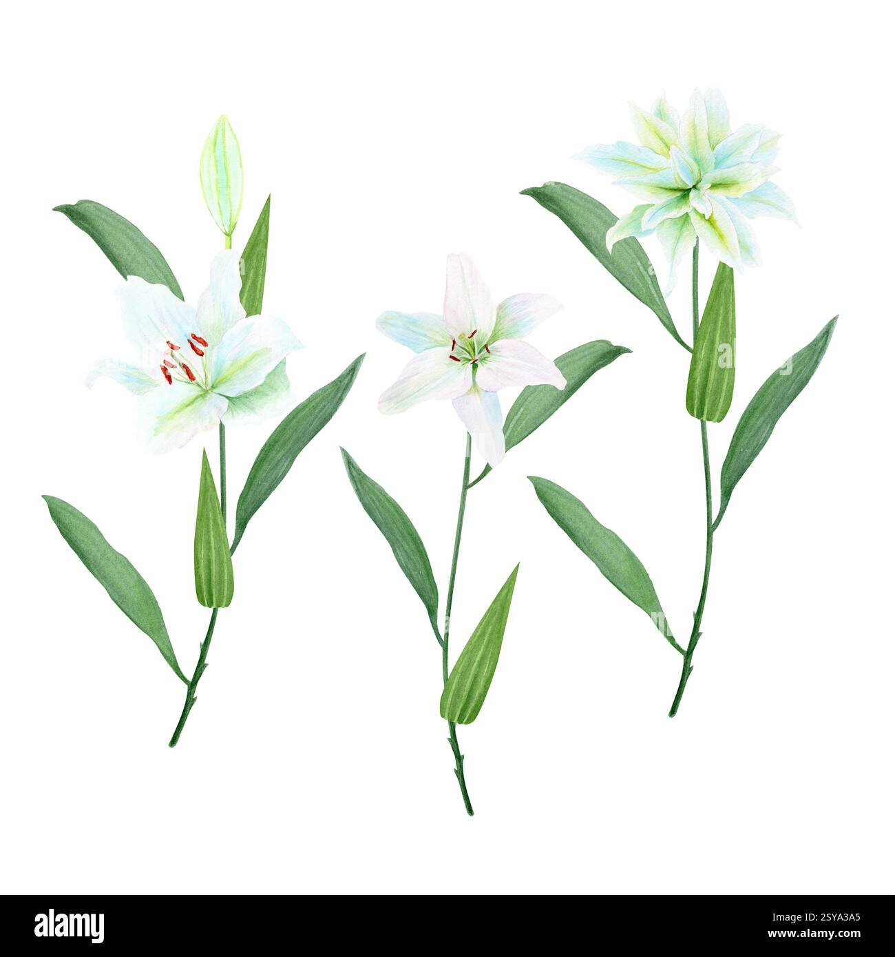 White lily flowers with stems watercolor illustration set isolated on ...