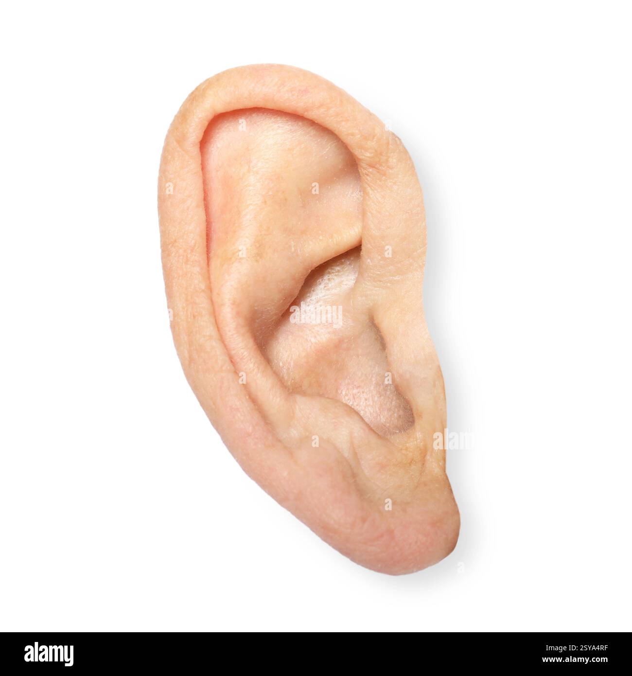 Human ear isolated on white, closeup view Stock Photo - Alamy