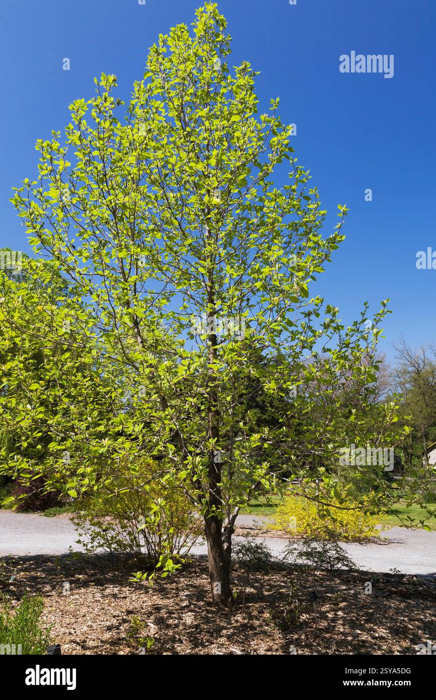Yellow flowering Magnolia 'Ultimate Yellow' tree in spring, Montreal ...