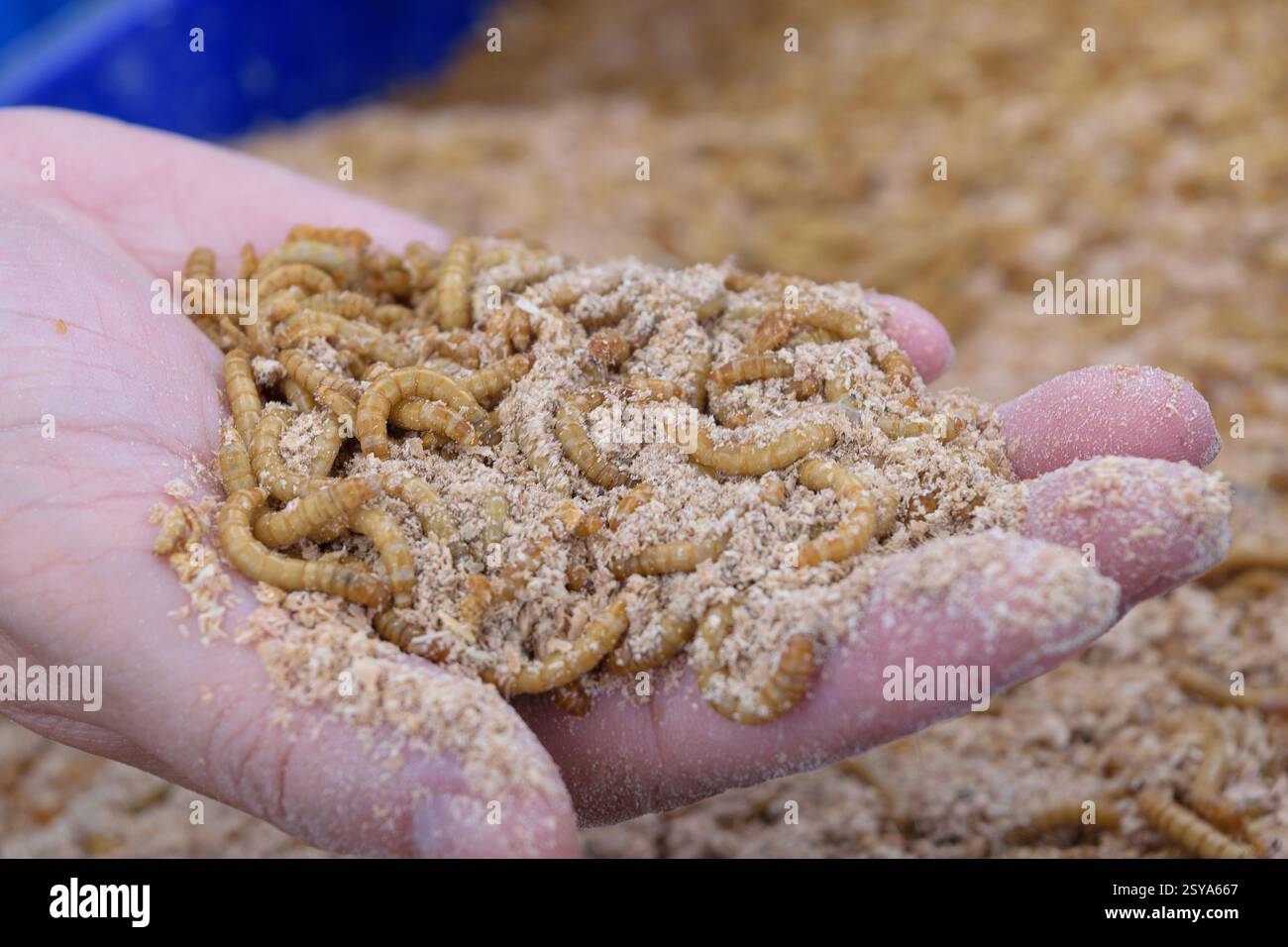 Mealworm on asia hand in worm farm Stock Photo - Alamy