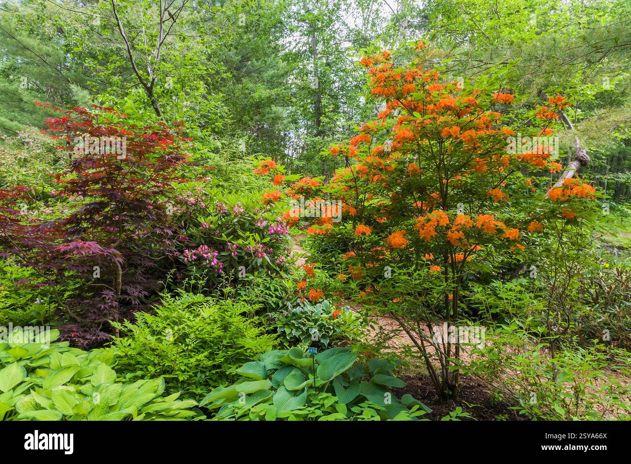 Orange flowering Rhododendron shrub, Acer palmatum, Hosta 'Big Mama ...