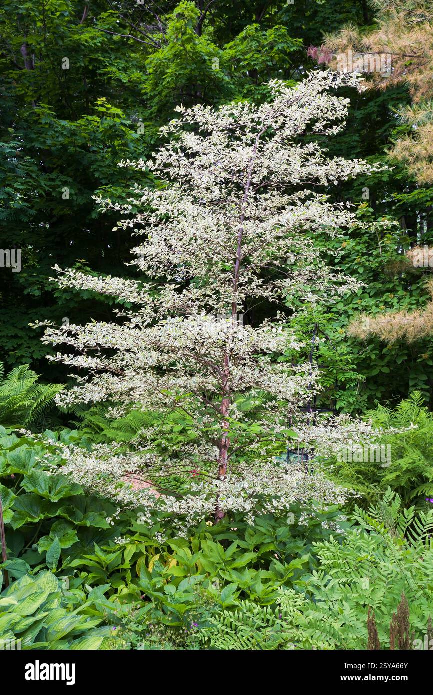 Cornus alternifolia 'Argentea' - Dogwood tree in border with Hosta ...