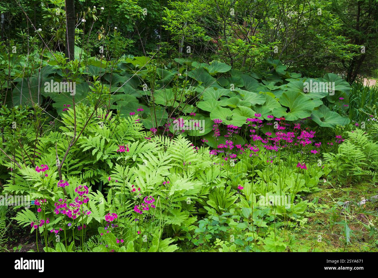 Primula japonica 'Miller's Crimson' - Primrose and Onoclea sensobilis ...