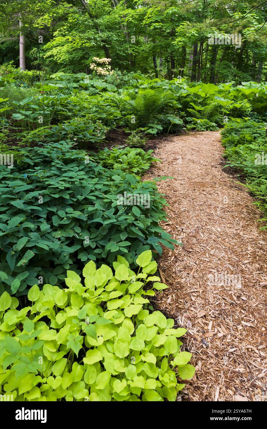 Mixed plantings including Hosta - Plaintain Lily, Pteridophyta - Fern ...