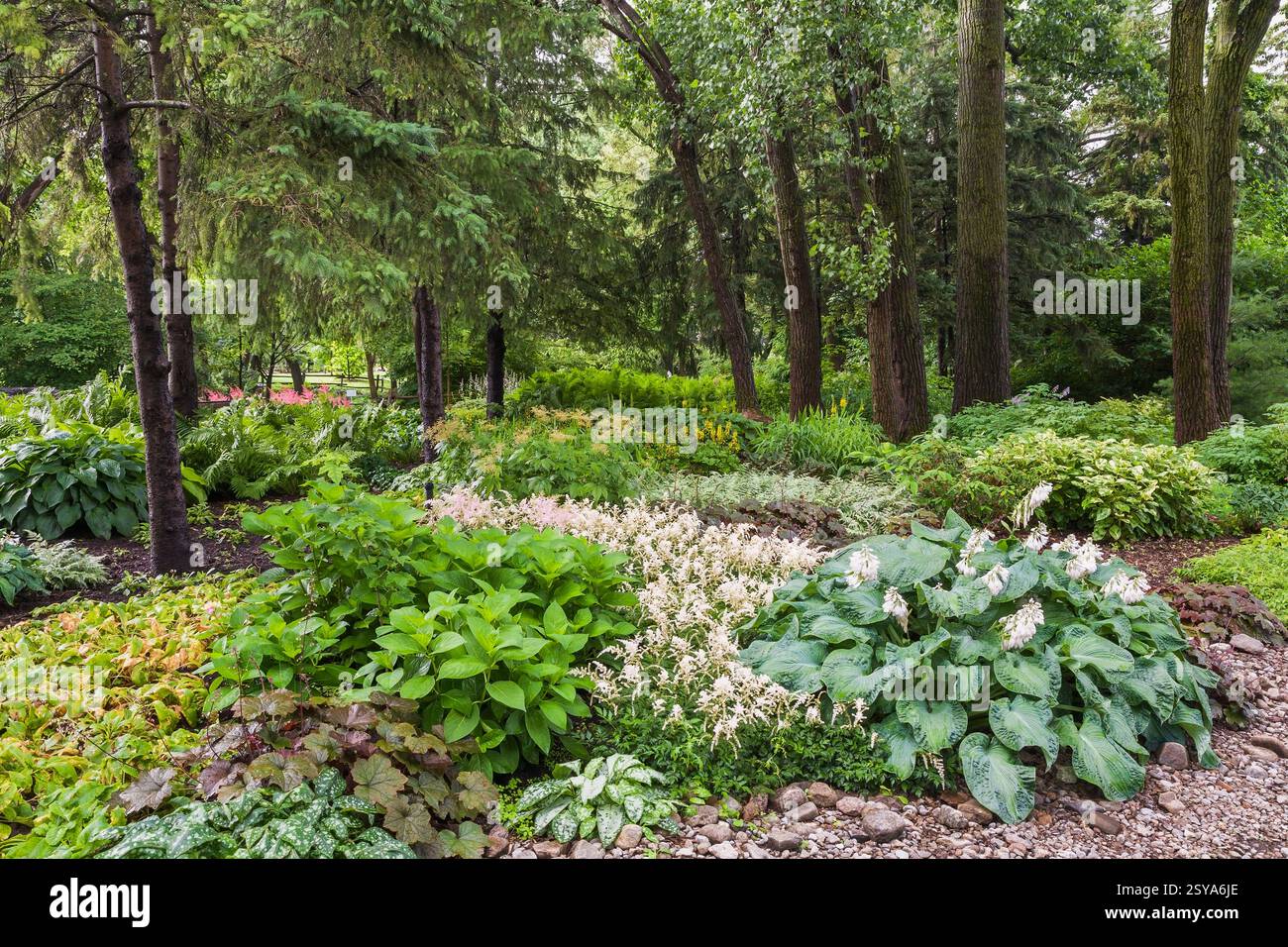 Picea abies - Norway Spruce and deciduous trees underplanted with Hosta ...