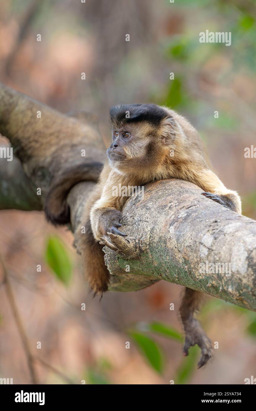 Capuchin Monkey lying on a thick tree branch in the Pantanal Stock ...