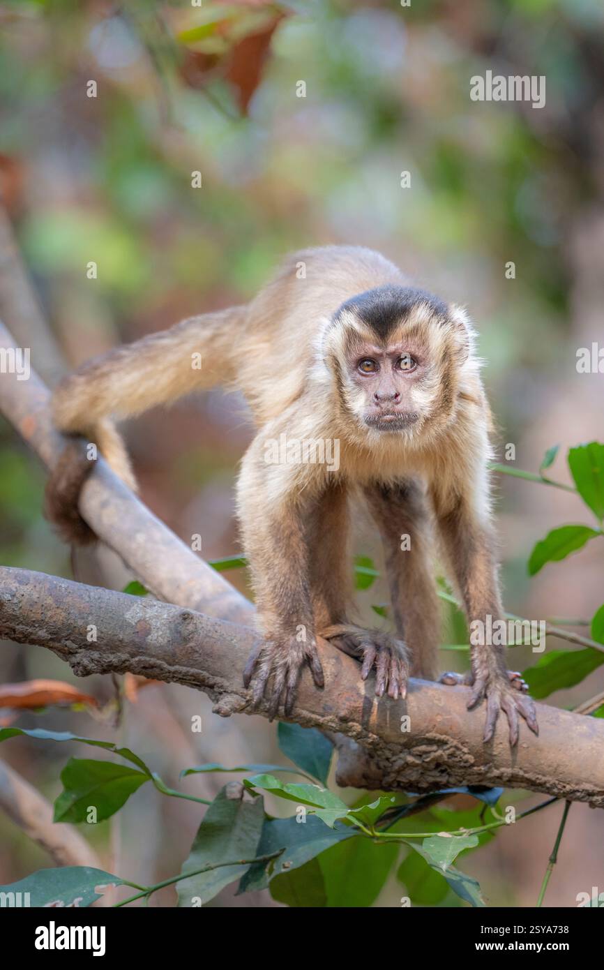 Capuchin Monkey posing on a tree branch in the pantanal Stock Photo - Alamy