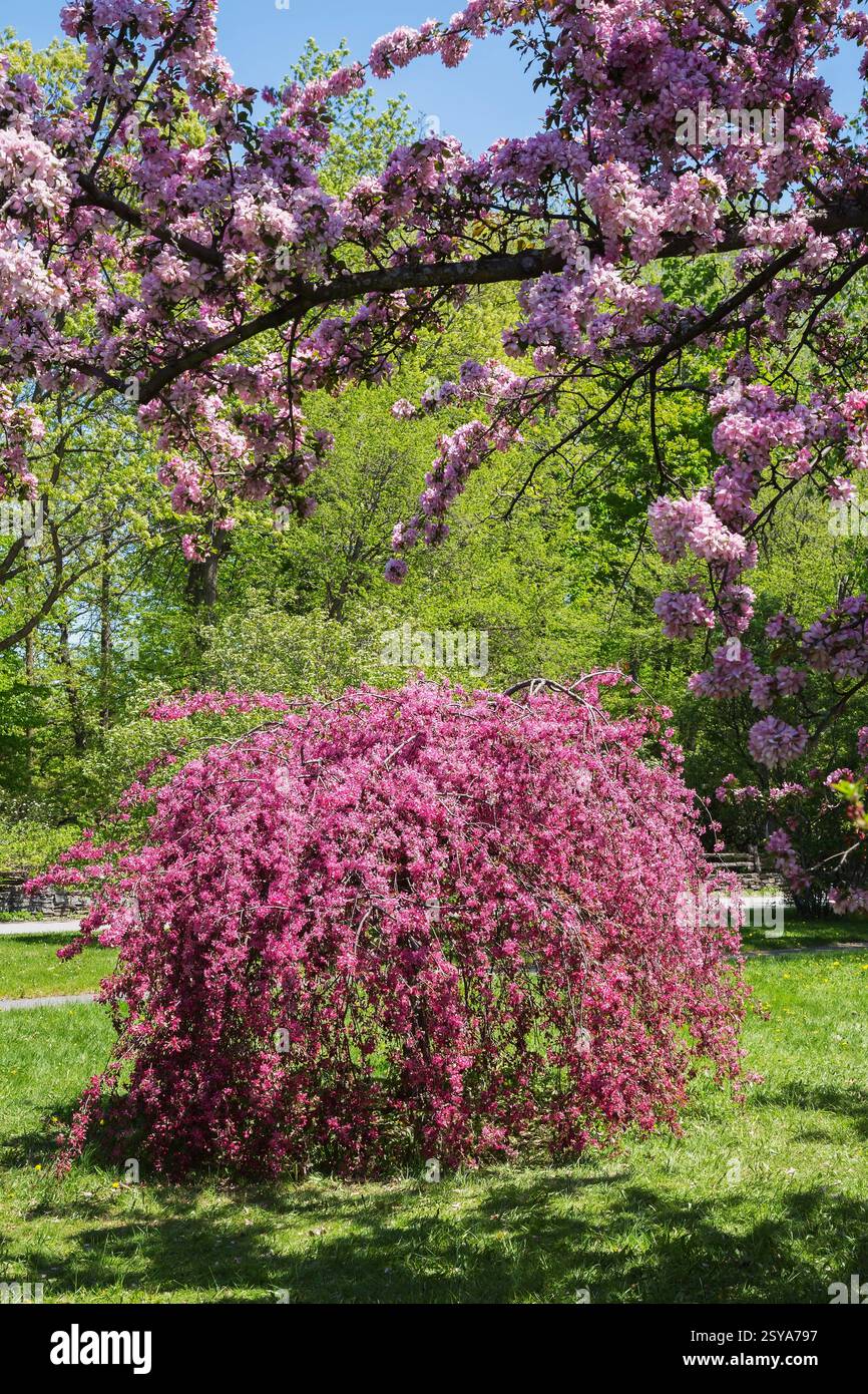 Malus 'Royal Beauty' - Weeping Crabapple tree with pink flower blossoms ...