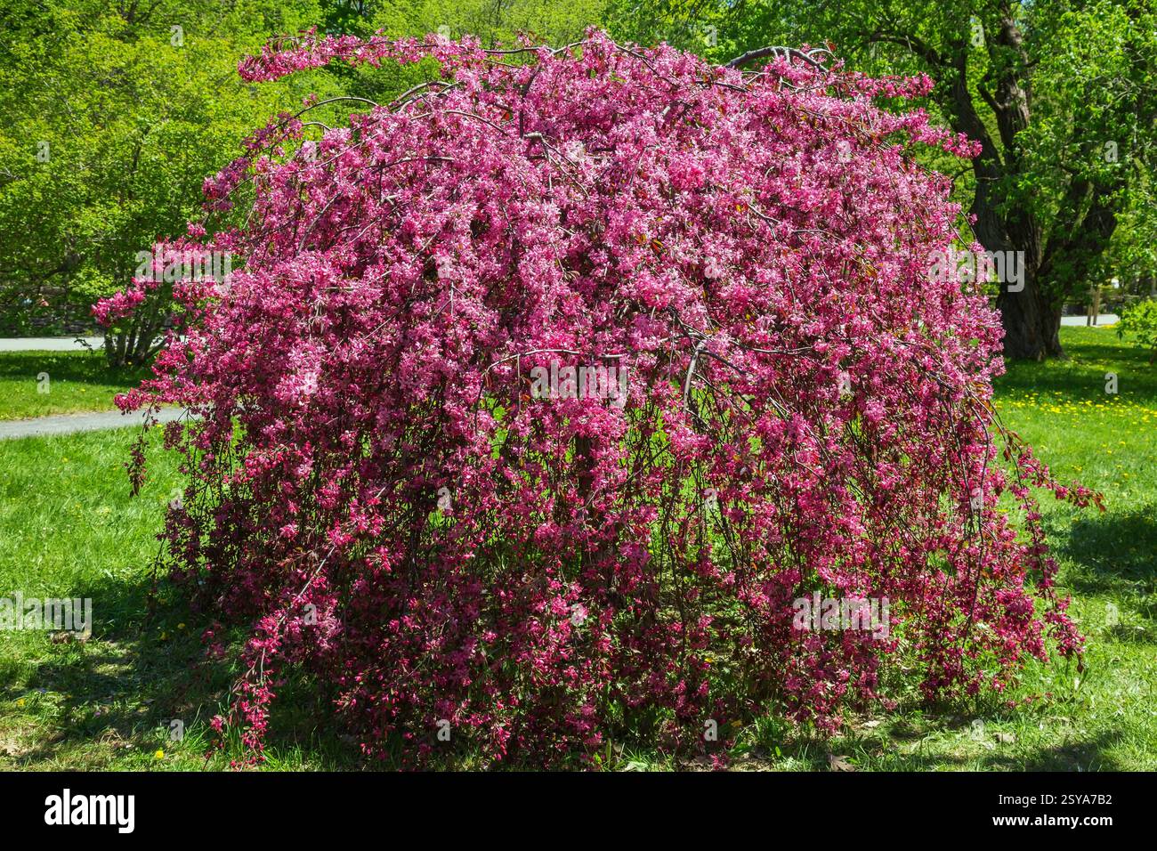 Malus 'Royal Beauty' - Weeping Crabapple tree with pink flower blossoms ...