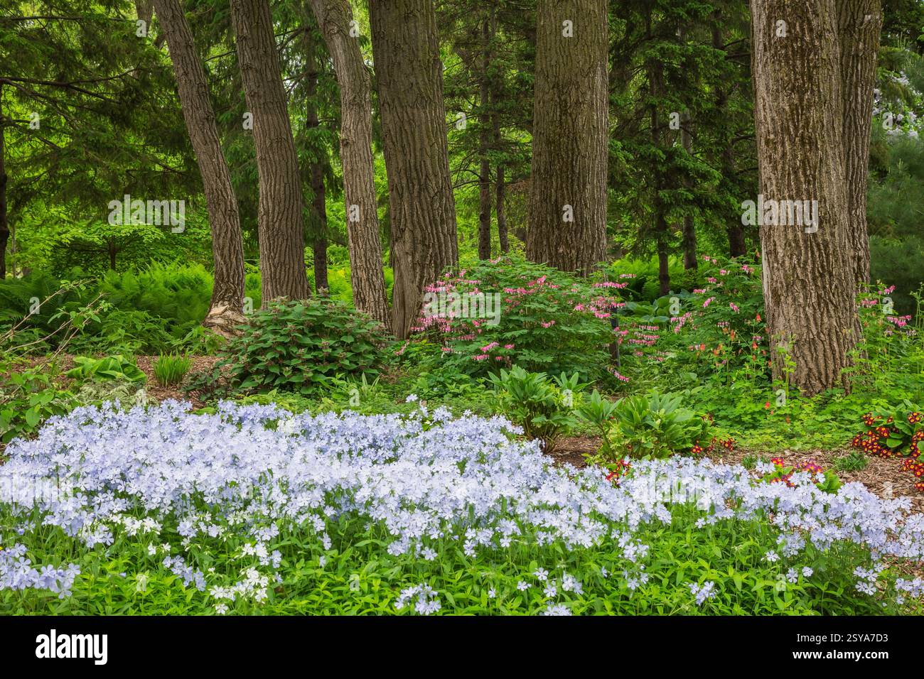 Deciduous trees in mulch border underplanted with Phlox divaricata ...