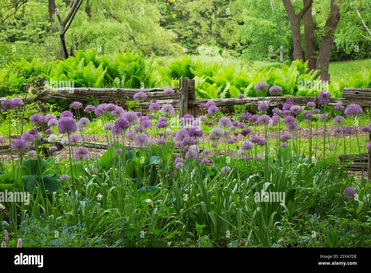 Allium 'Beau Regard' - Onion, Hosta - Plaintain Lily, Pteridophyta ...