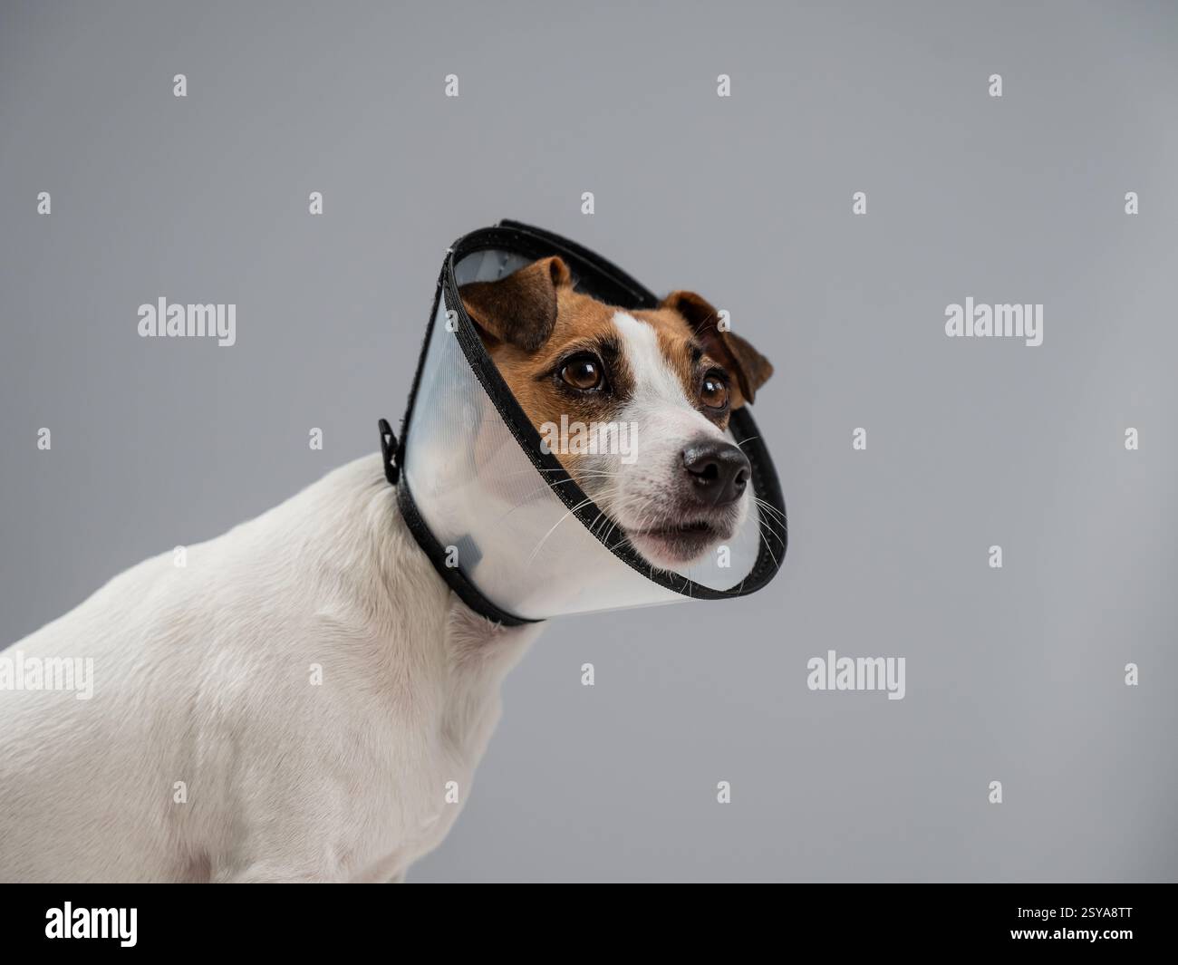 Jack Russell Terrier Dog in a Cone Collar After Surgery Stock Photo - Alamy