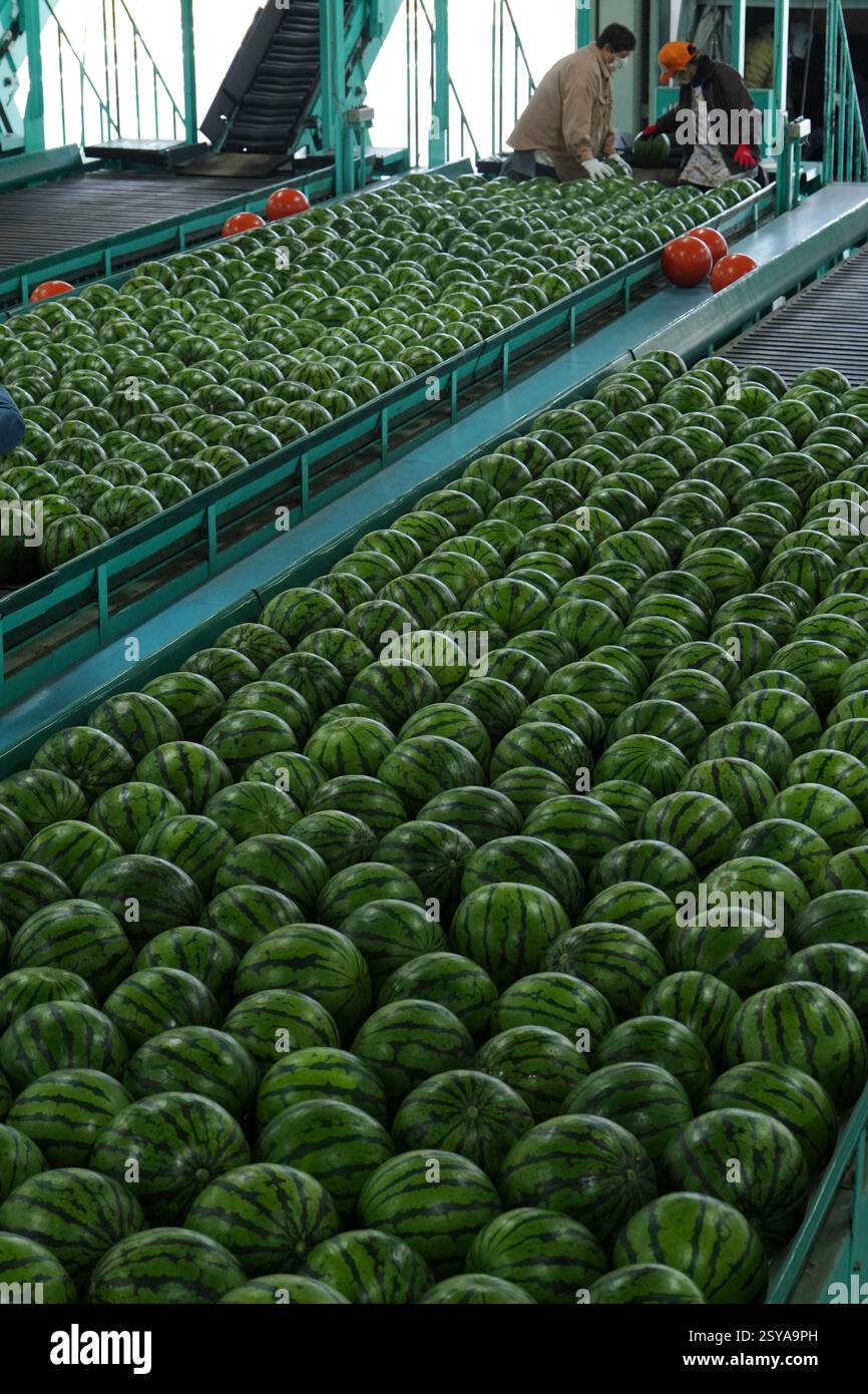 Watermelons are shipped in Kumamoto City, Kumamoto Prefecture on ...