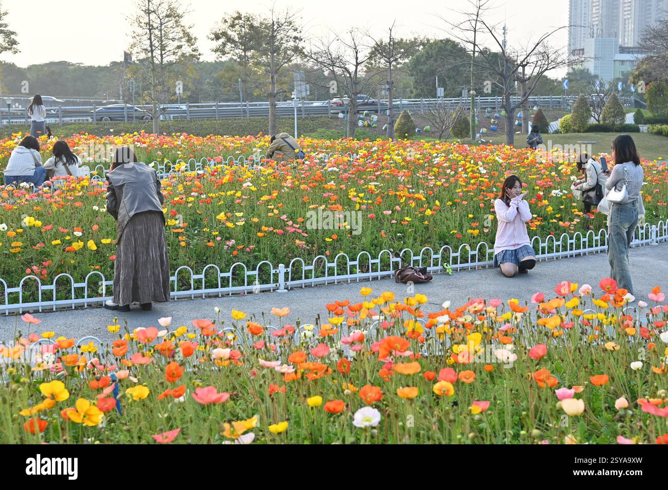 **CHINESE MAINLAND, HONG KONG, MACAU AND TAIWAN OUT** Corn poppies ...