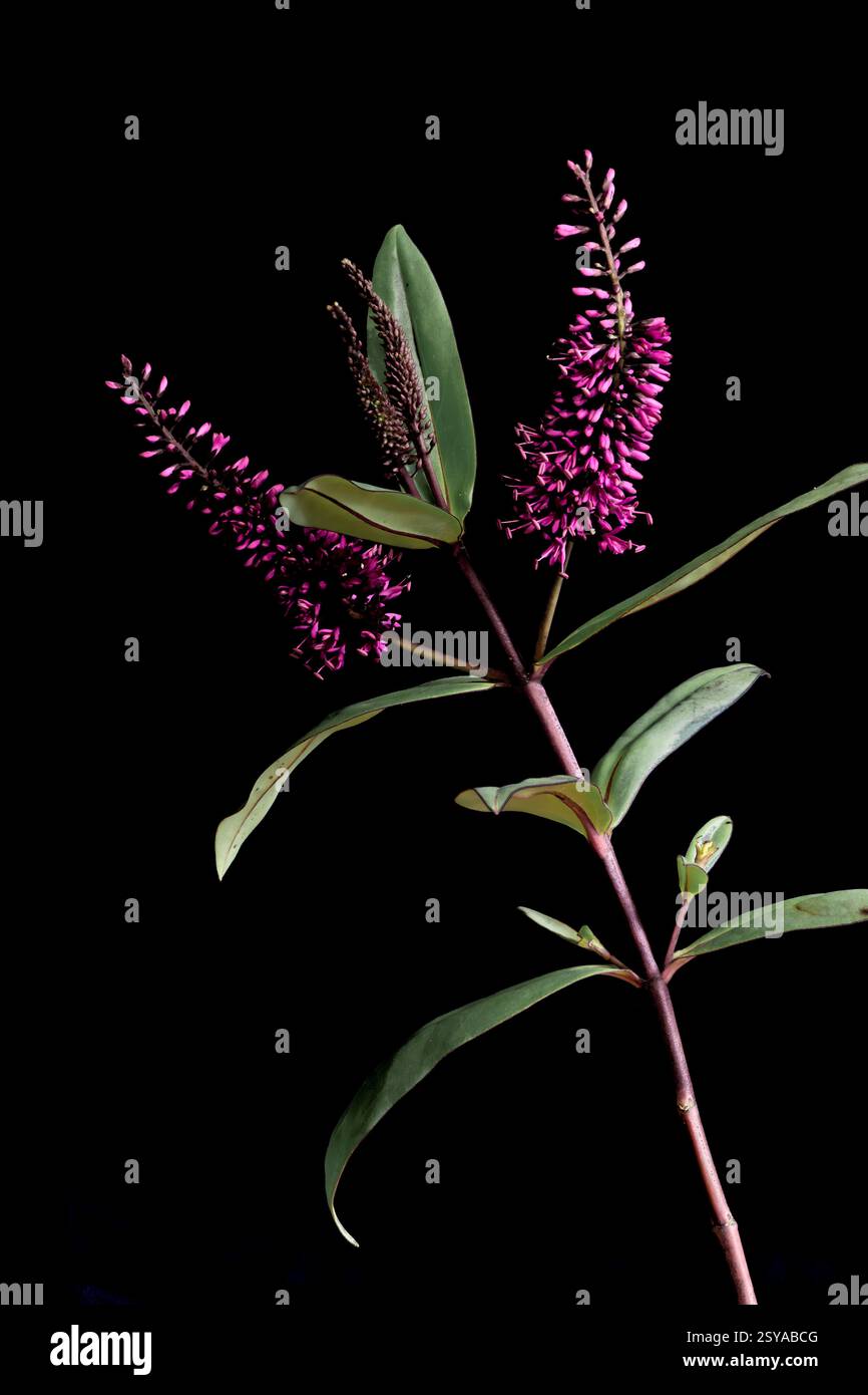 Single stem of Veronica speciosa, or hebe. Native to New Zealand, these ...