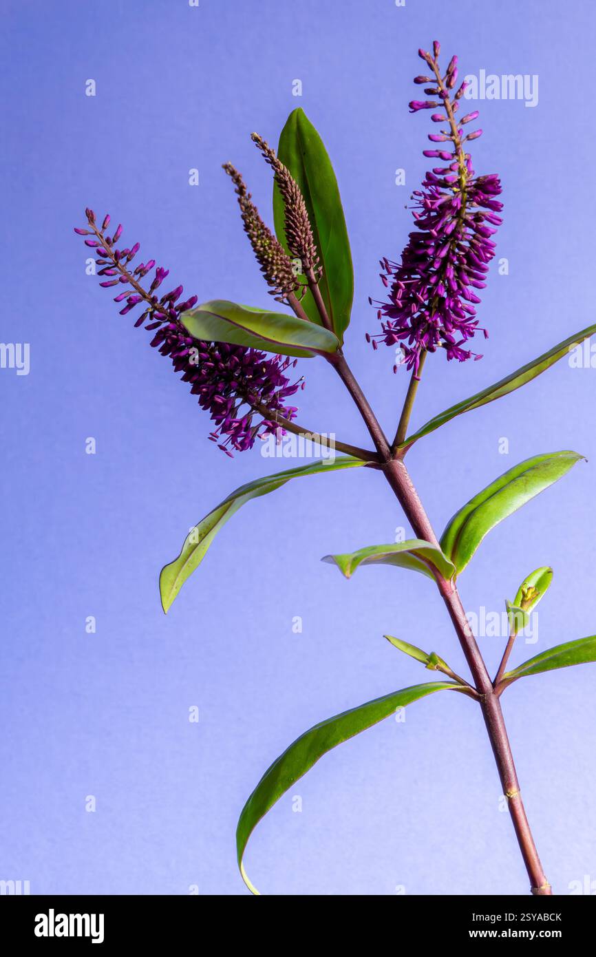 Single stem of Veronica speciosa, or hebe. Native to New Zealand, these ...