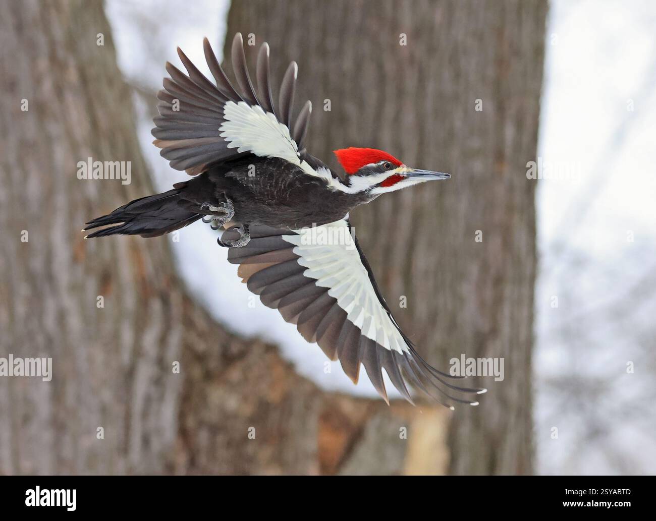 Pileated woodpecker flying in the forest, Montreal, Canada Stock Photo ...