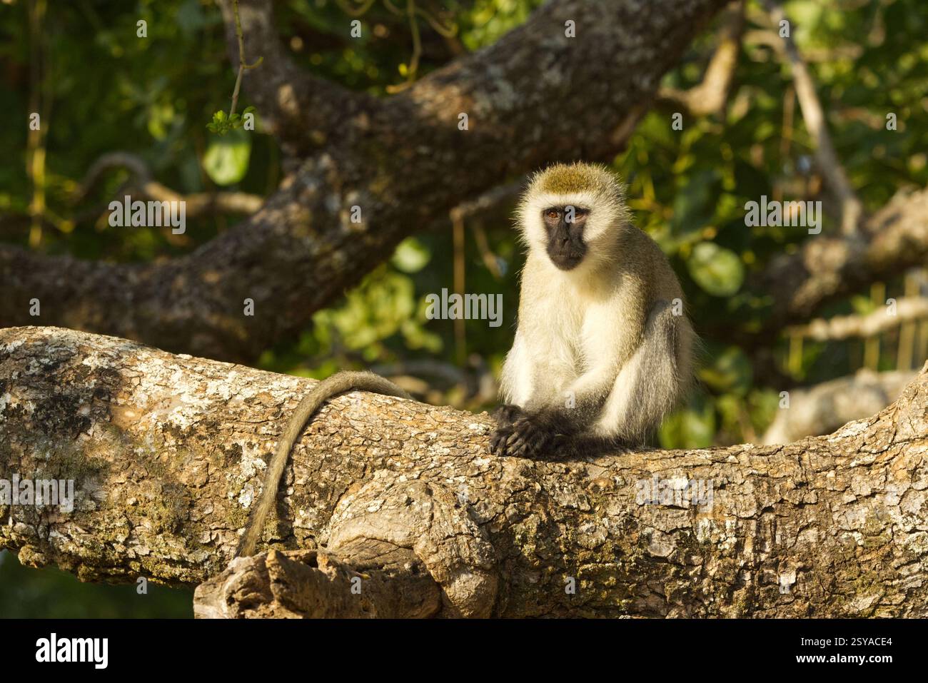 A Vervet Monkey (Chlorocebus pygerythrus) sitting on a large tree ...