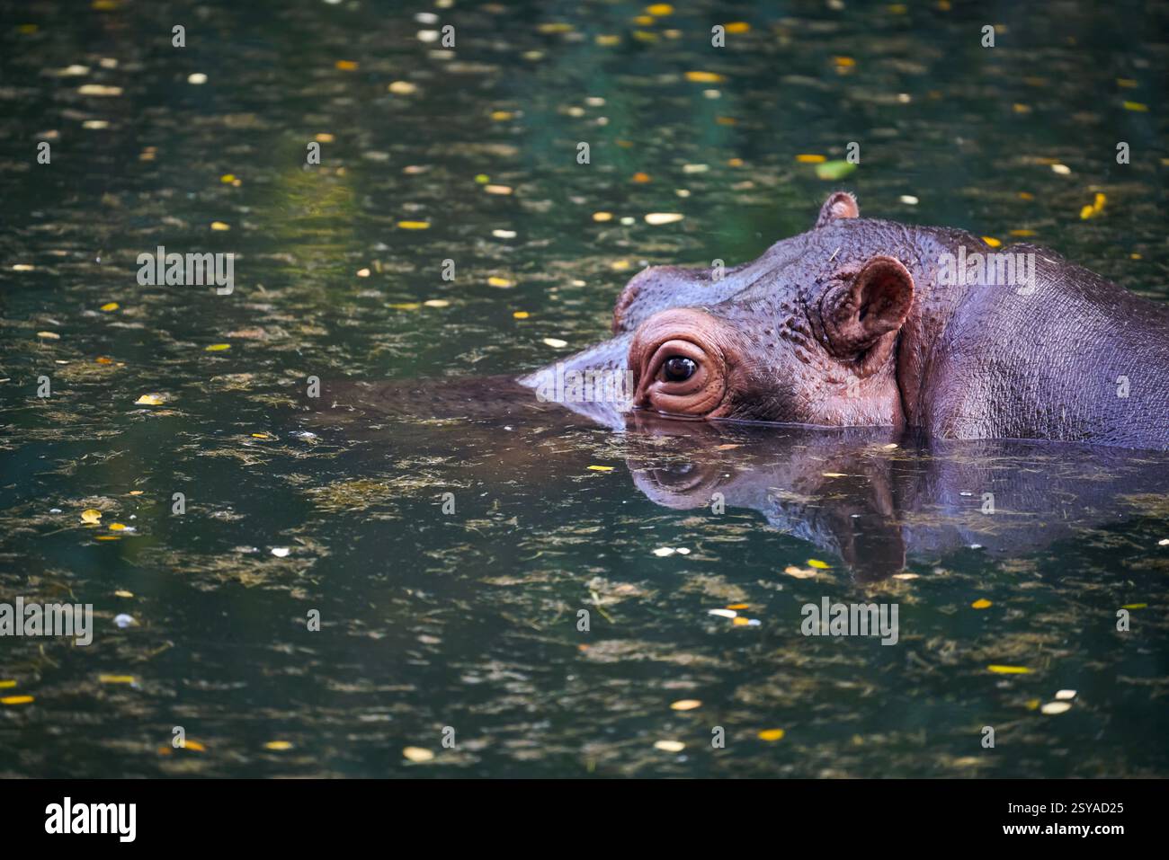 Head of hippopotamus above surface of water Stock Photo - Alamy