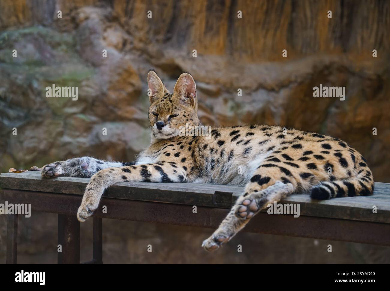 serval resting in a zoo Stock Photo - Alamy
