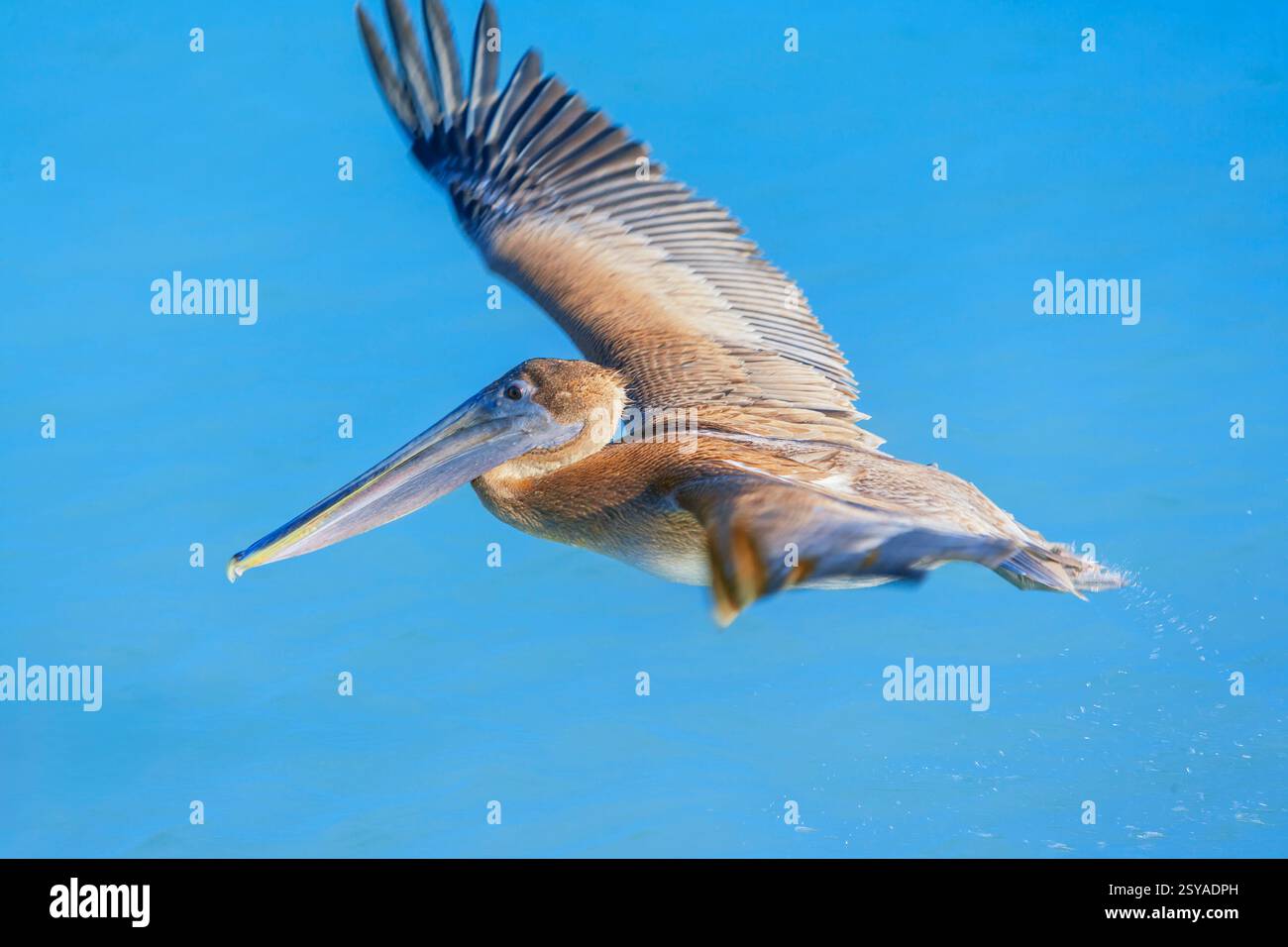 Brown pelican (Pelecanus occidentalis) in flight, Key West, Florida ...